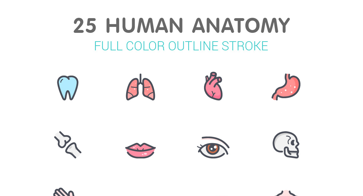 Human Anatomy Line with Color Iconset template