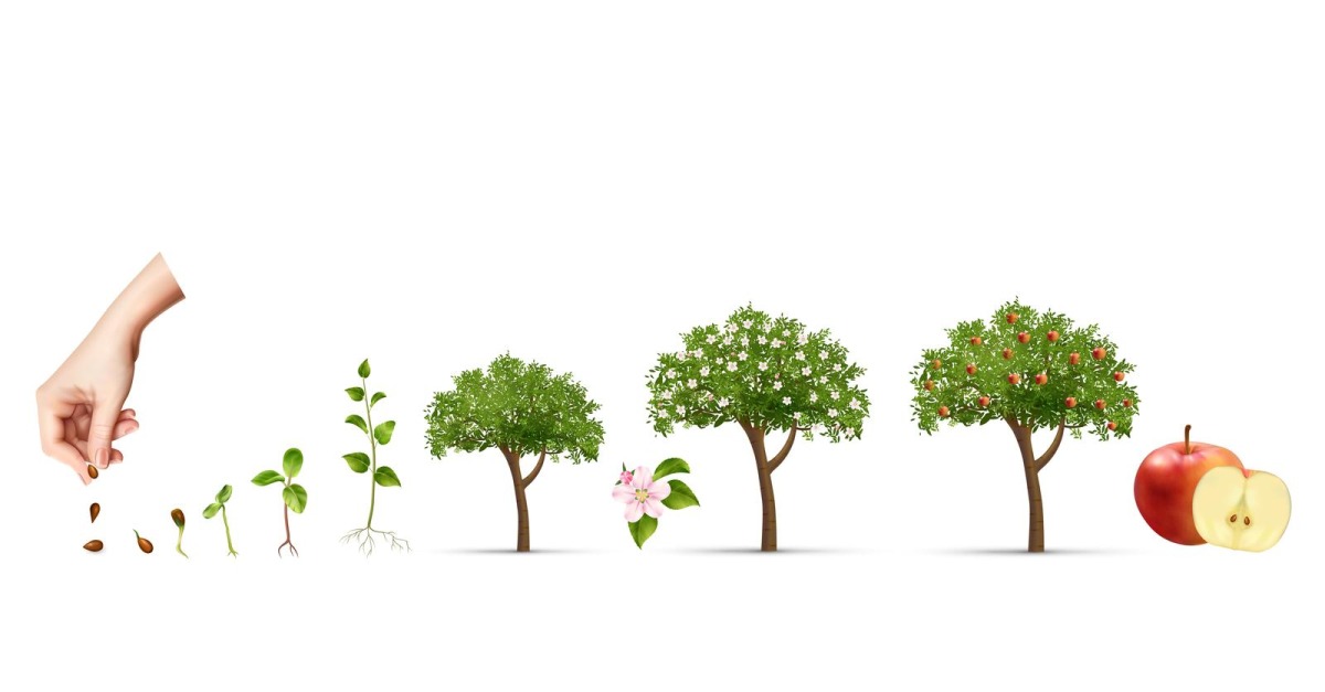 Plantillas Del Ciclo De Vida De Un Manzano Manzana Ficha Tecnica