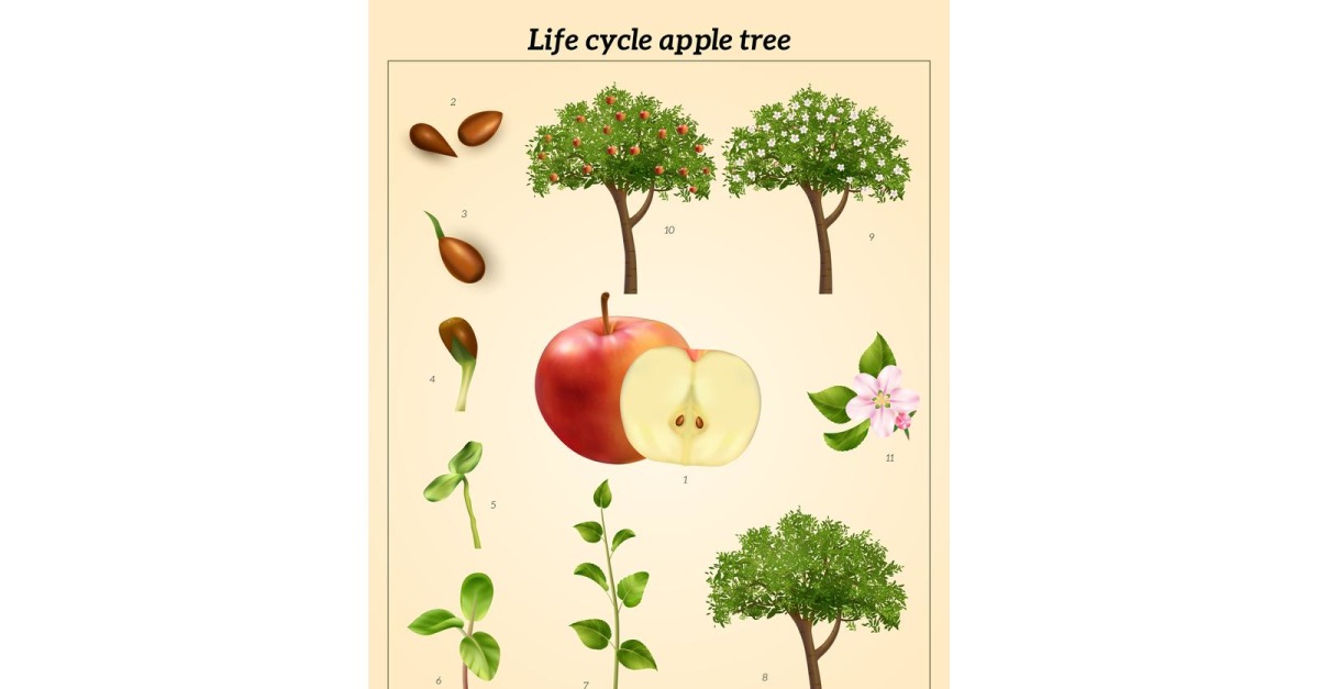 Realistic Life Cycle Apple Tree Vintage 210230526 Vector Illustration ...