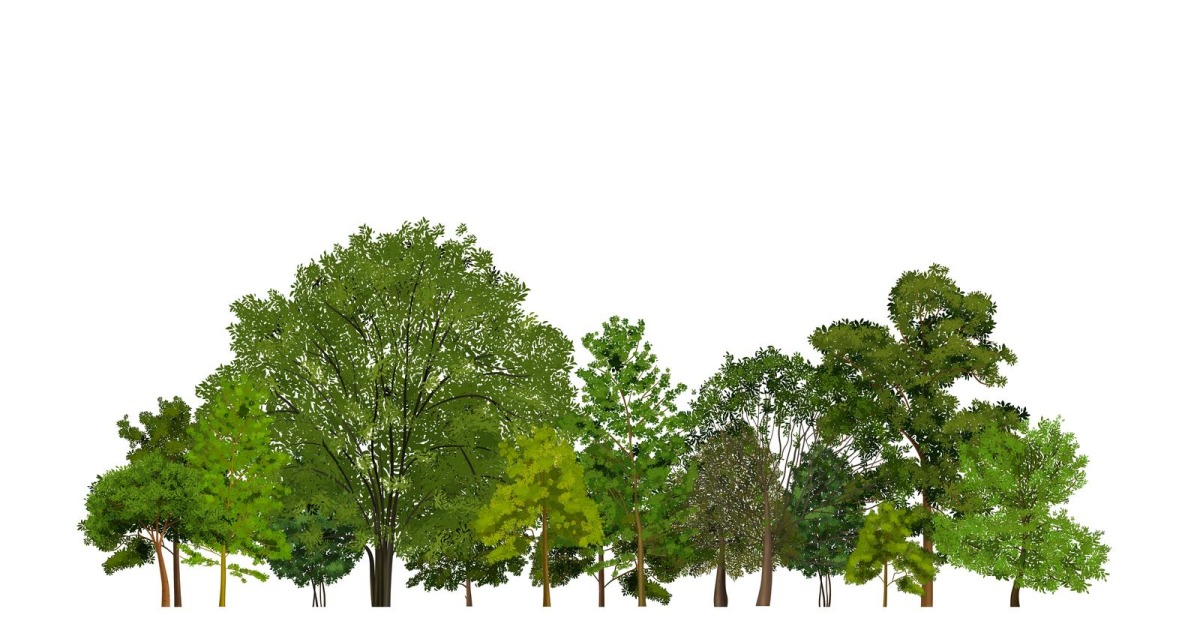 Realistic Tree Forest-01 210130506 Vector Illustration Concept
