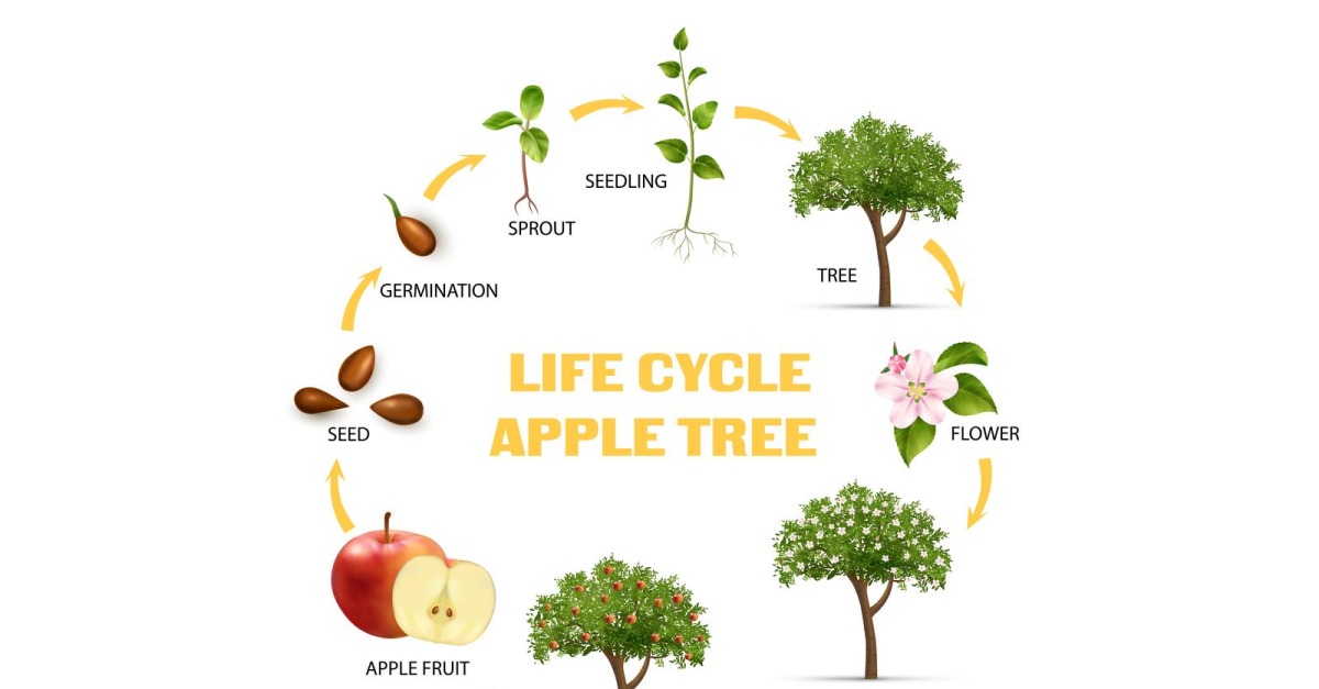 Realistische Lebenszyklus-Apfelbaum-Infografiken 210230523 Vektor ...