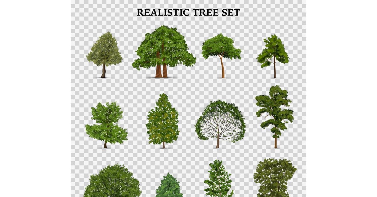 Realistic Tree Transparent Set 210130504 Vector Illustration Concept