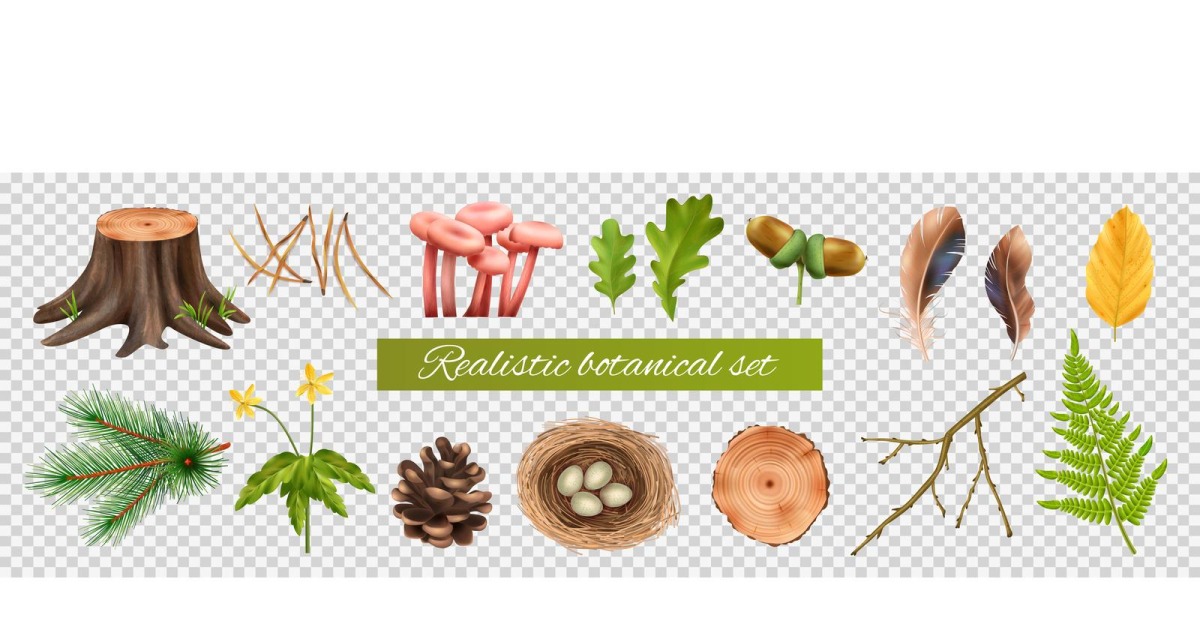 Realistic Botanical Transparent Set 201230525 Vector Illustration Concept