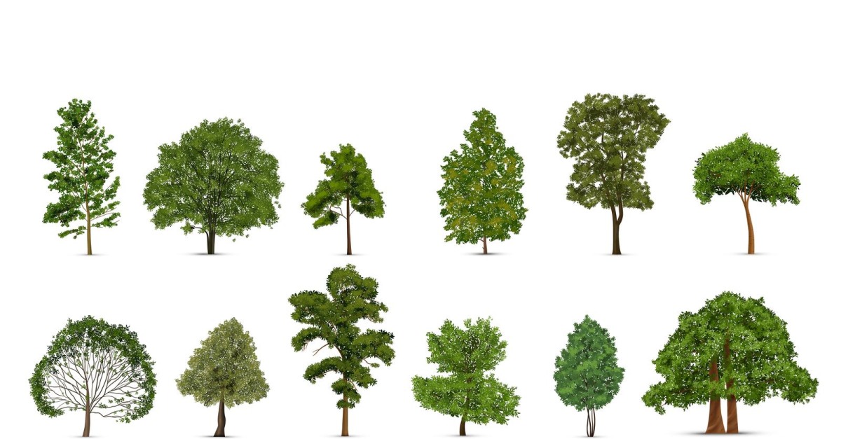 Realistic Tree Set 210130503 Vector Illustration Concept