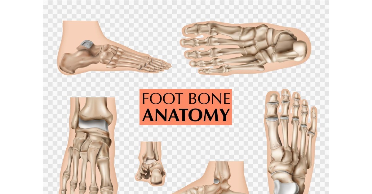 Realistische voet botten anatomie silhouetten 201230511 vector ...