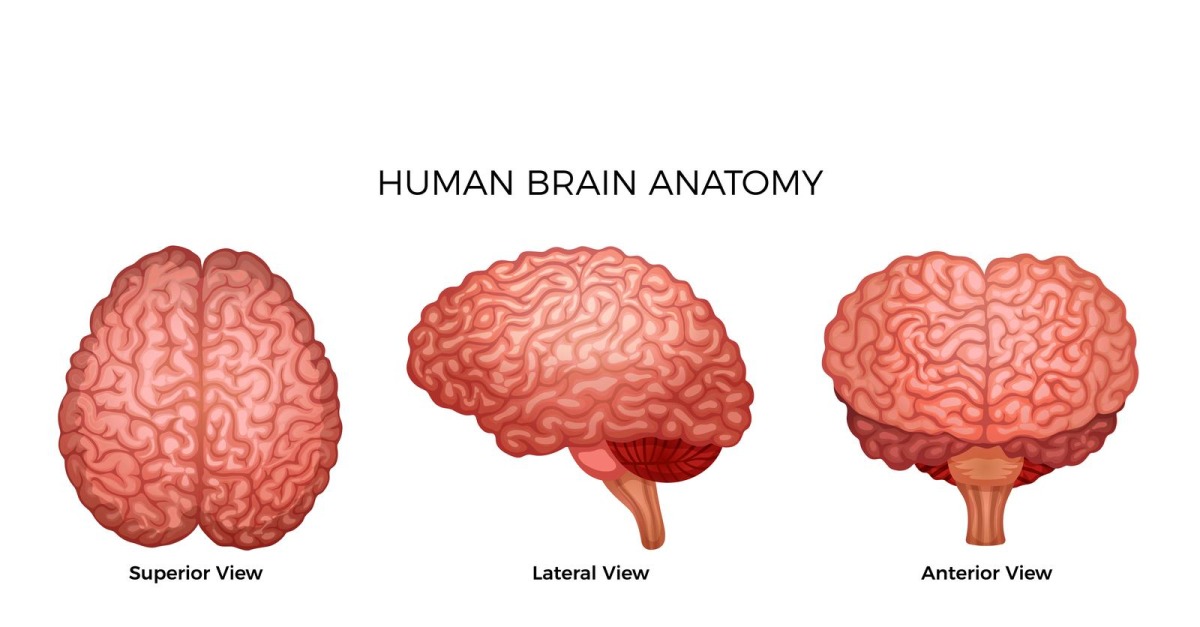 Human Brain Anatomy Set 201000308 Vector Illustration Concept