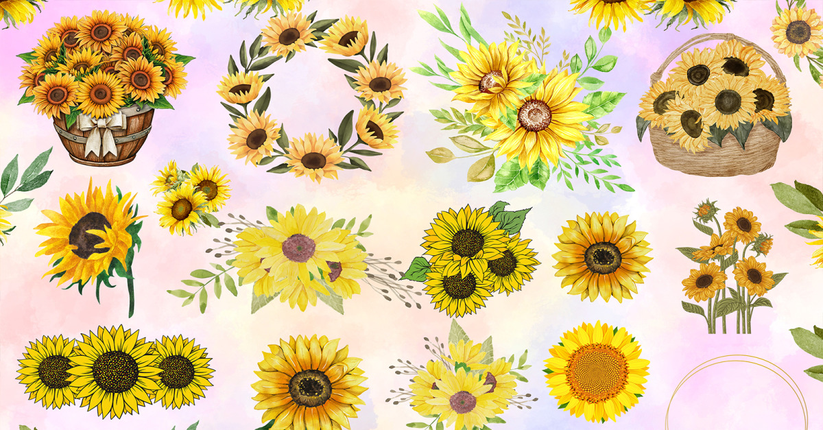 Sunflower Collection, Sunflower Illustration Set