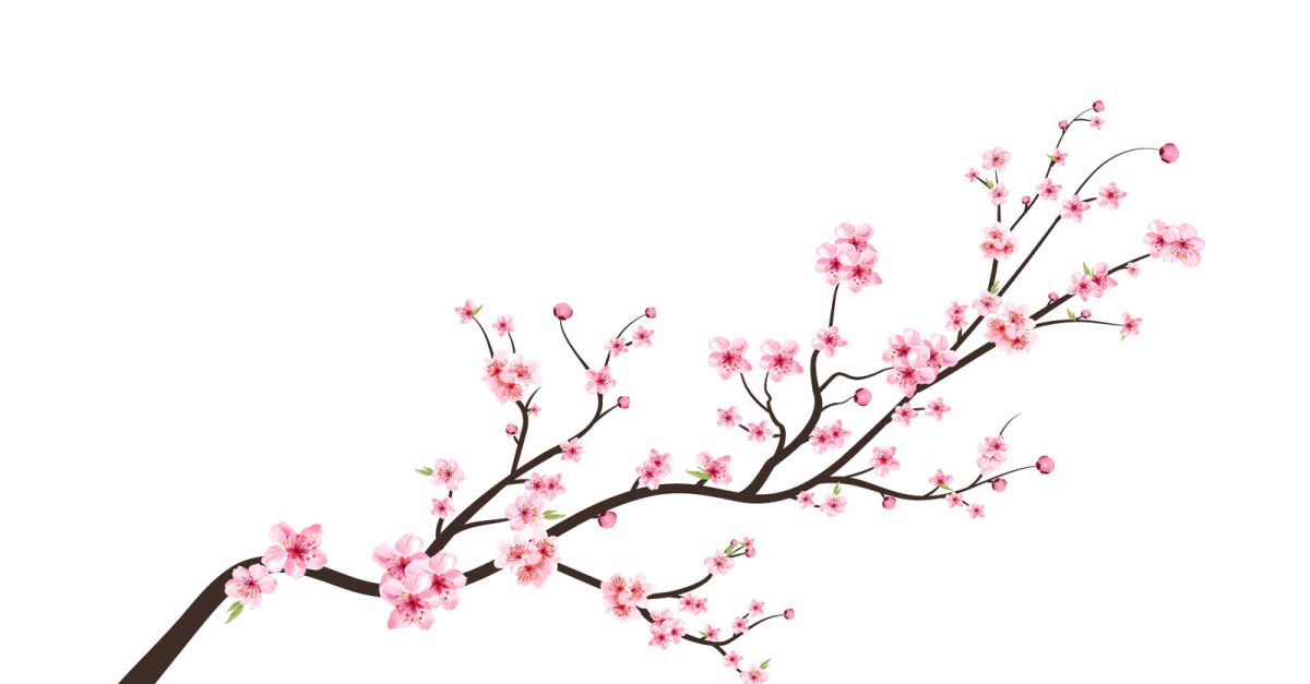 Fleur de cerisier avec bourgeon de cerisier aquarelle