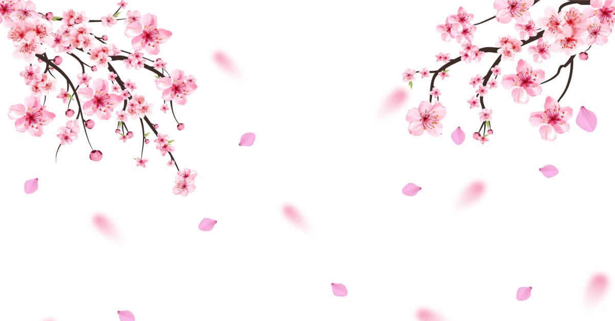 Realistic Cherry Blossom Flower Falling - TemplateMonster