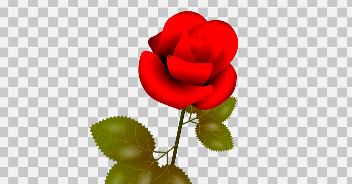 Vector rose realistic rose bouquet with red flowers