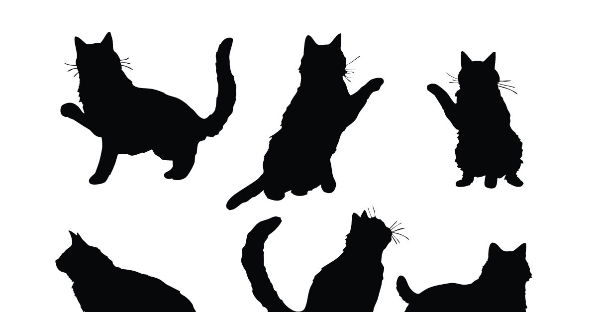 Chat debout dans différentes positions - TemplateMonster