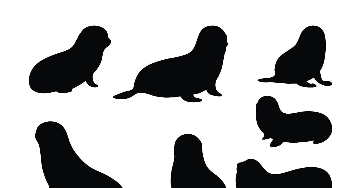 Sea seals silhouette vector collection - TemplateMonster