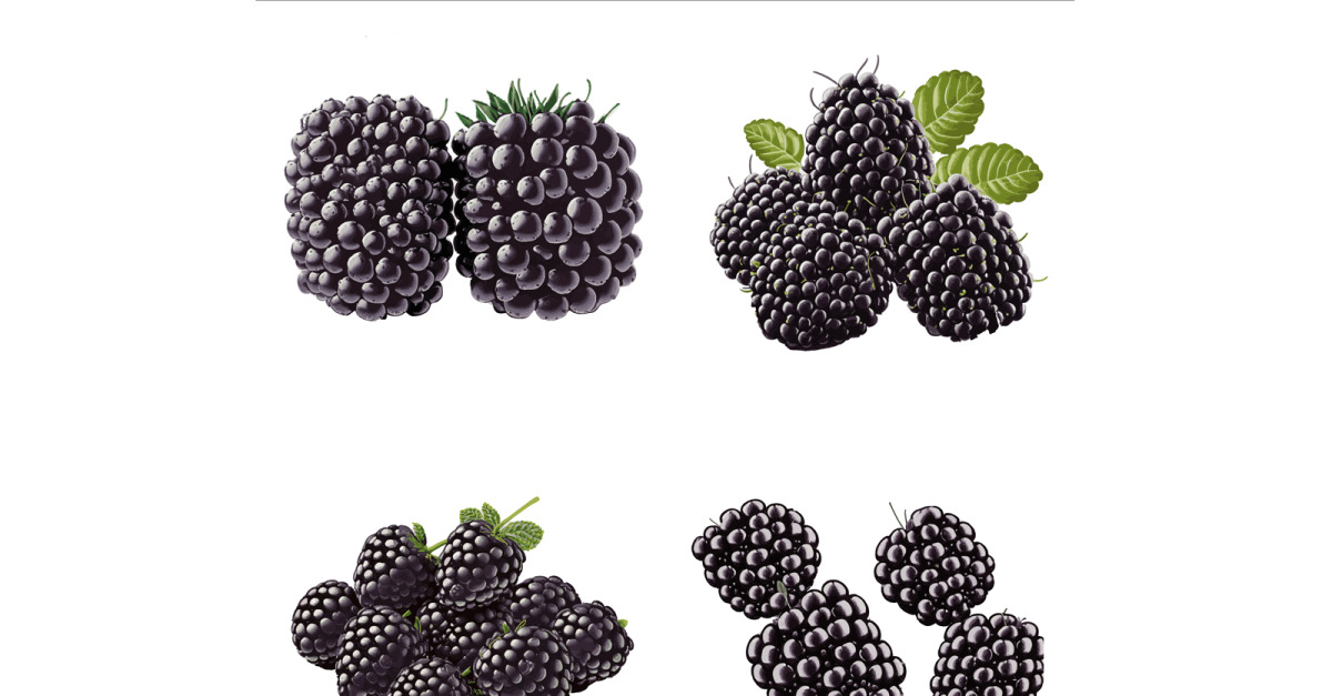 Beautiful Blackberry vector in solid background, illustration