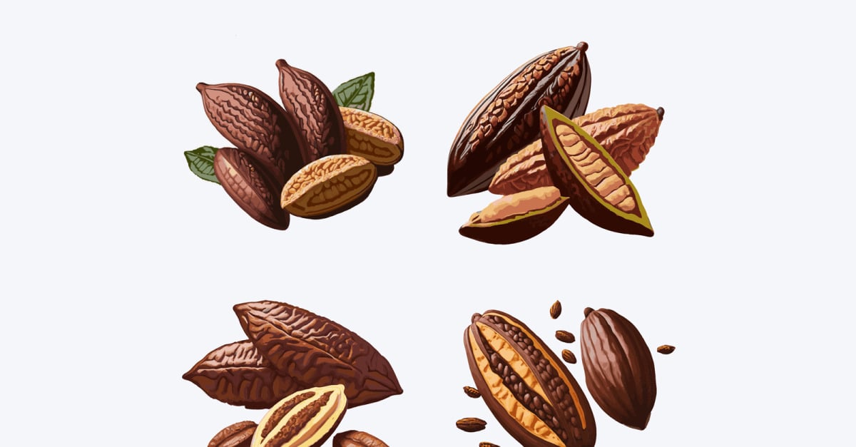Cocoa beans with leaves and seeds. Vector illustration of cocoa beans.