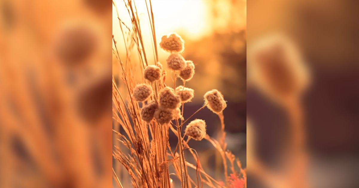 Journée ensoleillée d'été, coucher de soleil en plein air derrière une ...