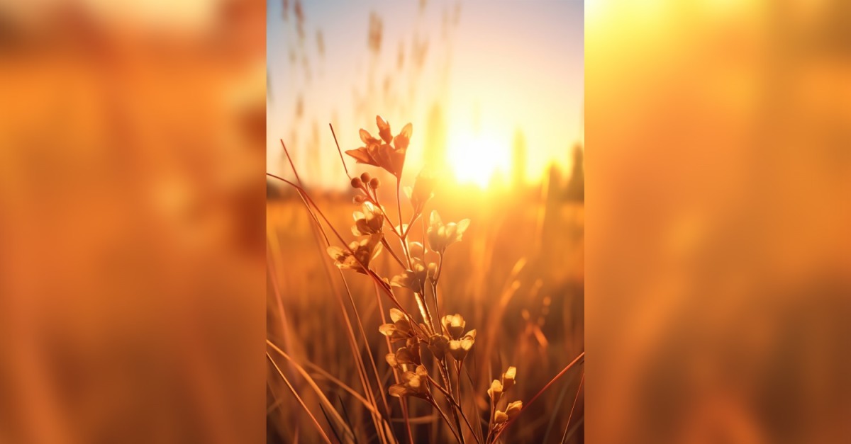 Journée ensoleillée d'été, coucher de soleil en plein air derrière une ...