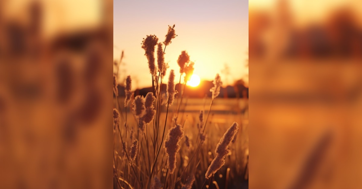 Journée ensoleillée d'été, coucher de soleil en plein air derrière une ...