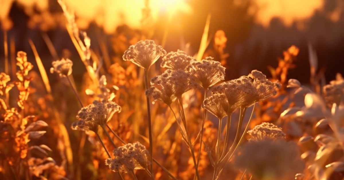 Journée ensoleillée d'été, coucher de soleil en plein air derrière une ...