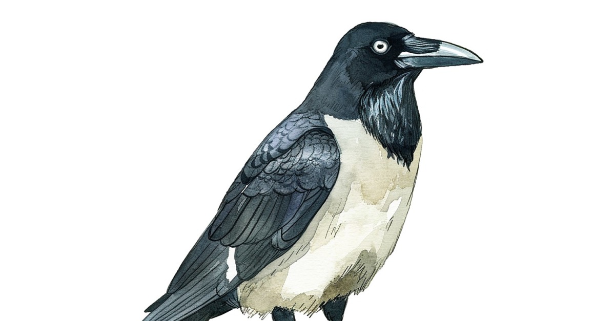 Cute crow Bird Baby Watercolor Handmade illustration 1