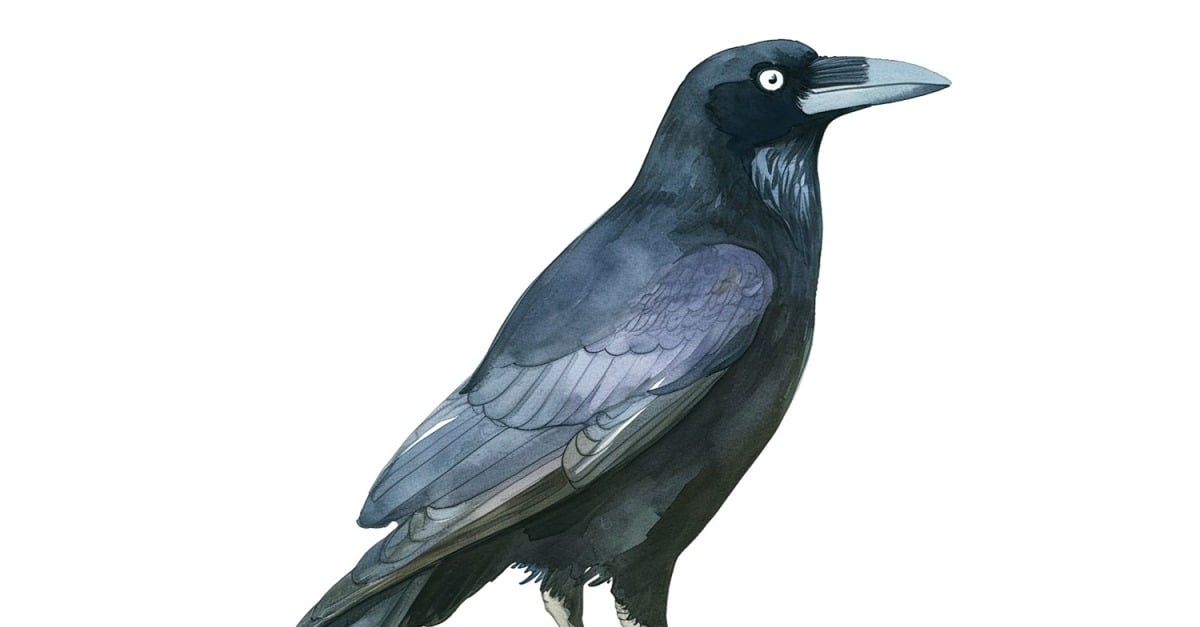 Cute crow Bird Baby Watercolor Handmade illustration 2