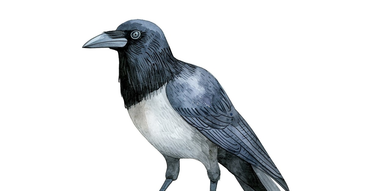 Cute crow Bird Baby Watercolor Handmade illustration 4