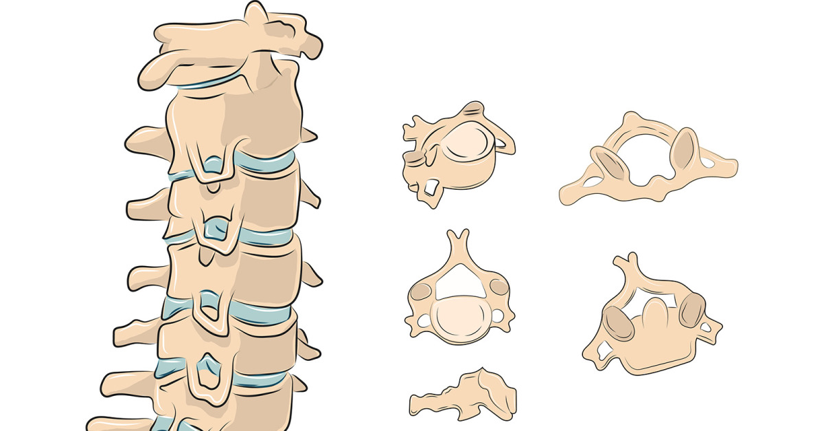 Cervical Vertebrae Anatomy Vector Medical Content