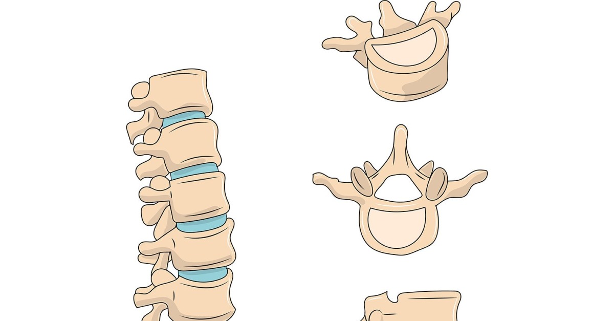 Lumbar Spine Vertebrae Medical Illustration - TemplateMonster