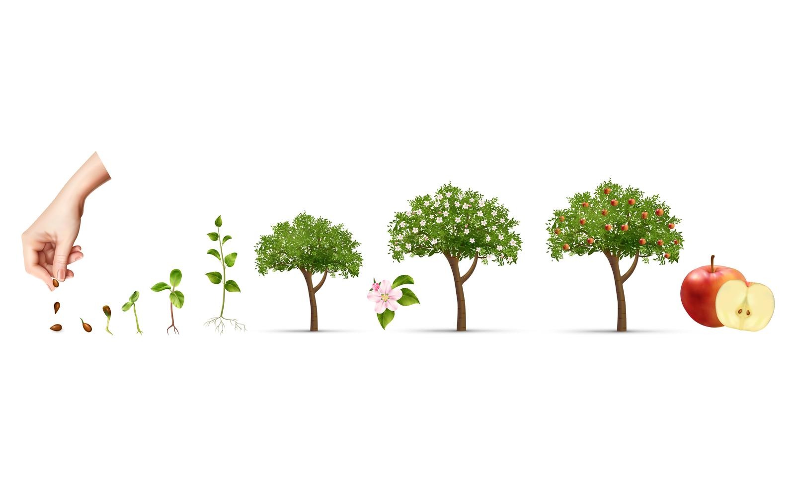 Realistic Life Cycle Apple Tree Stages Growth 210230524 Vector ...