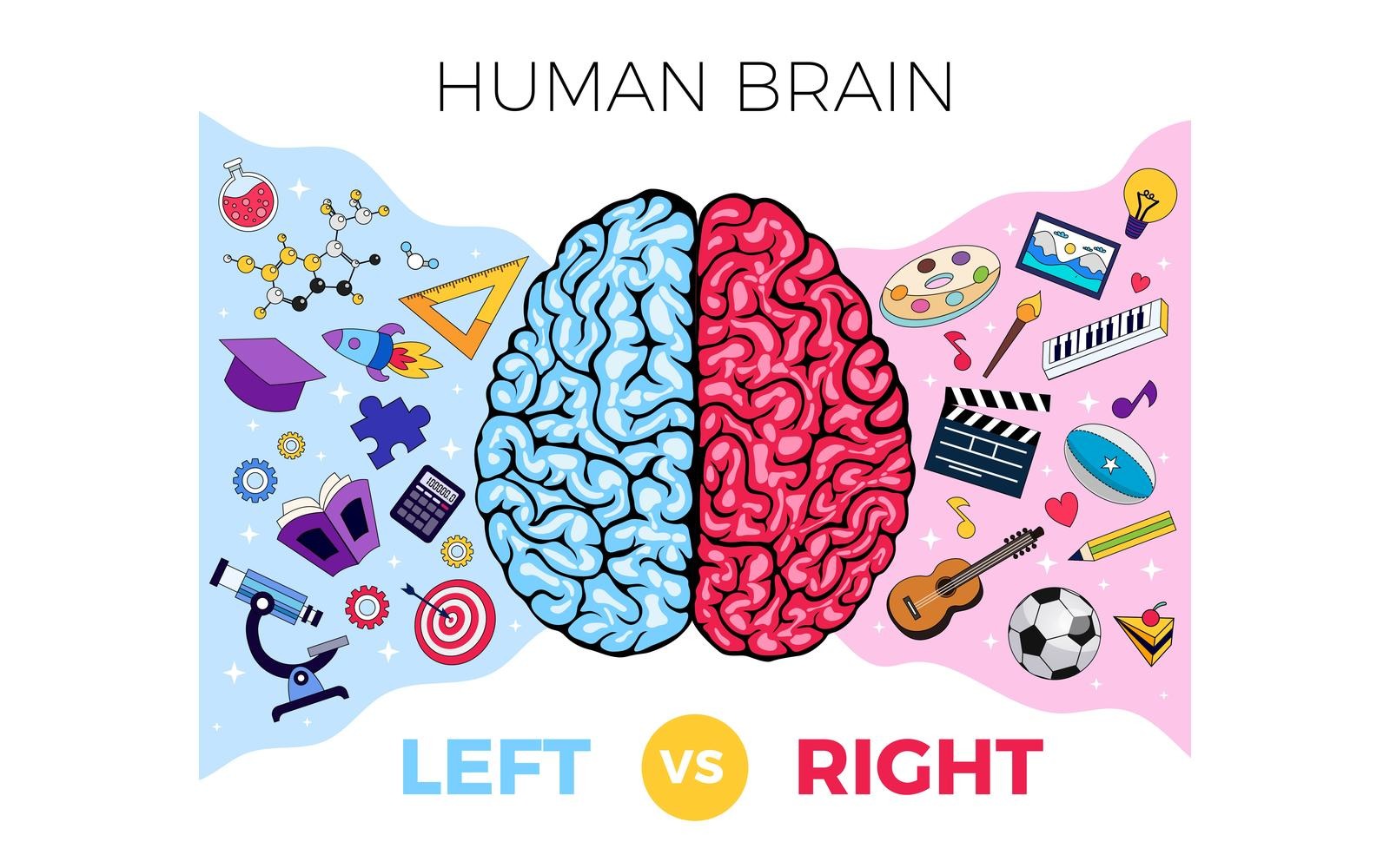 Human Brain Anatomy Left Right Functions 201200302 Vector Illustration ...