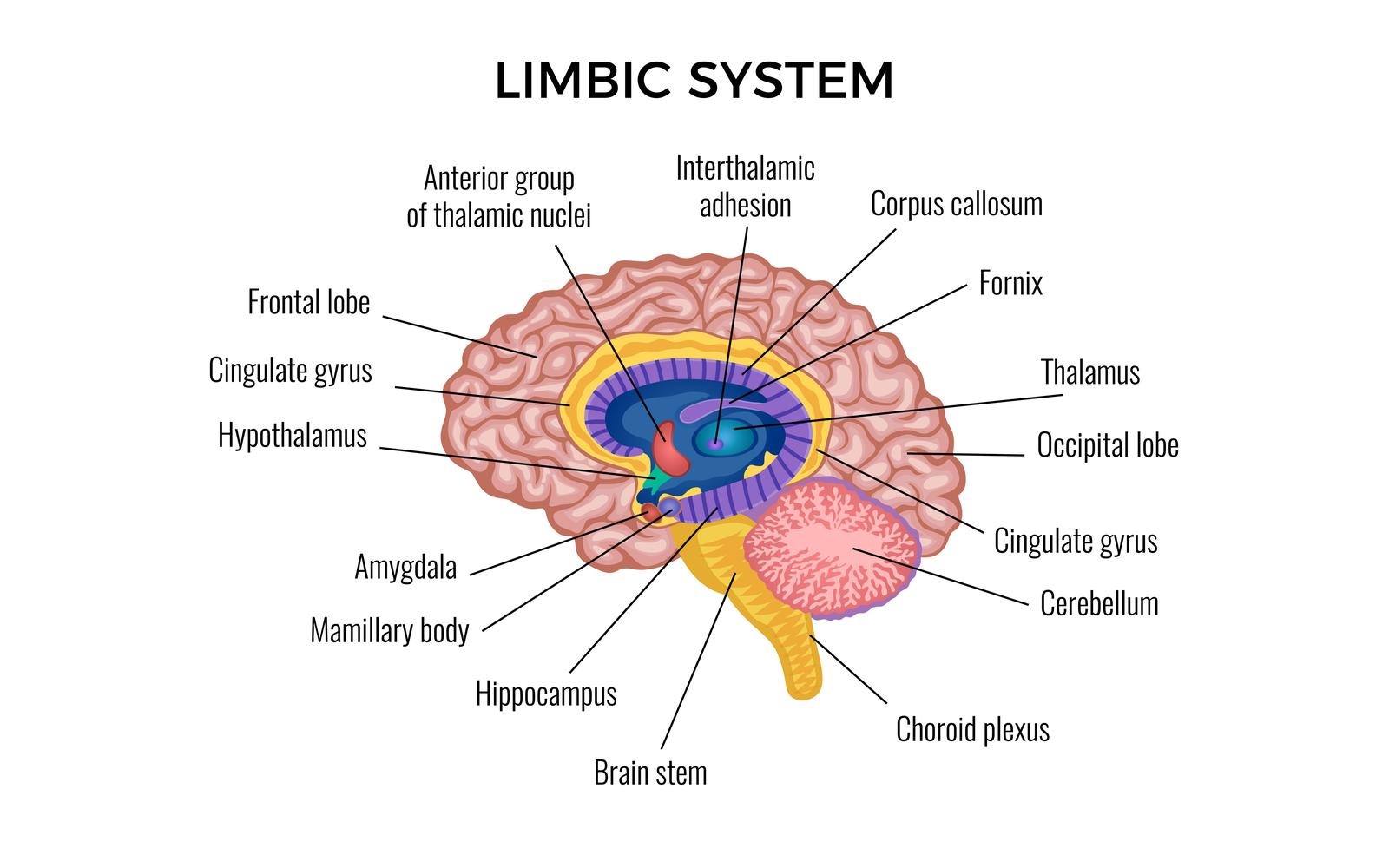 Anatomy Brain Limbic System Infographics 201100304 Vector Illustration ...