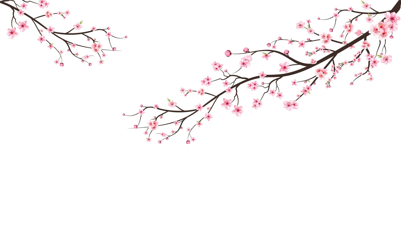 Cherry Blossom Japanese Pink Flower Bud - TemplateMonster