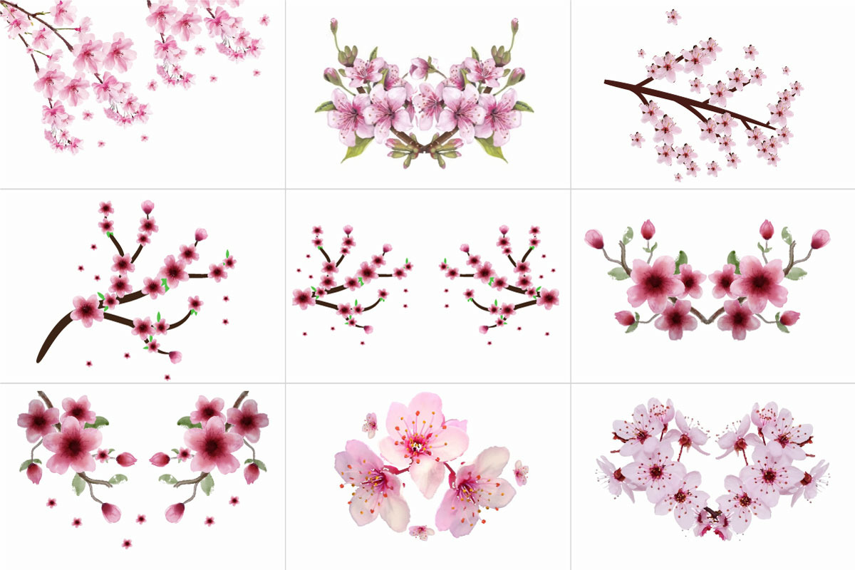 Hand Painted Sakura Cherry Blossom. Watercolor Japanese Cherry Blossom ...