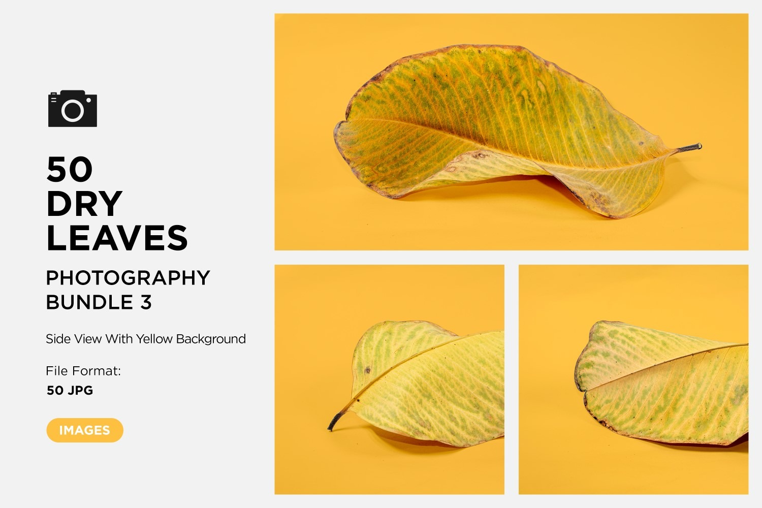 50 Side View Dead Dry leaf isolated on Yellow background autumn leaves ...