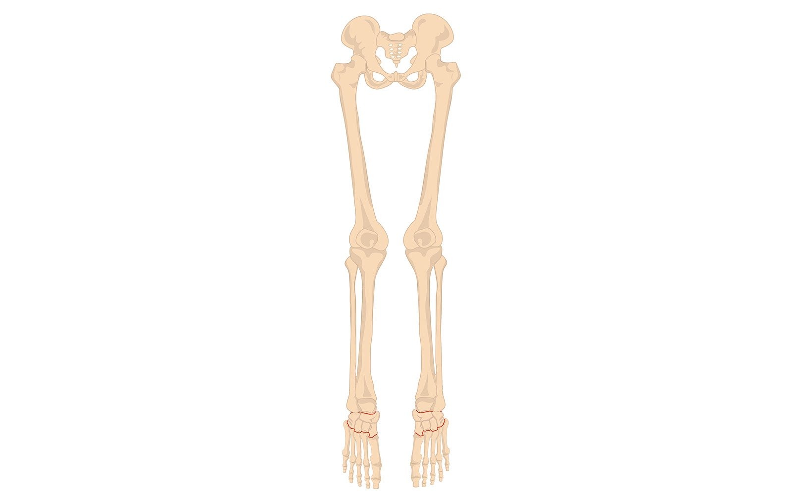 Leg Bone Anatomy Vector Medical Content - TemplateMonster