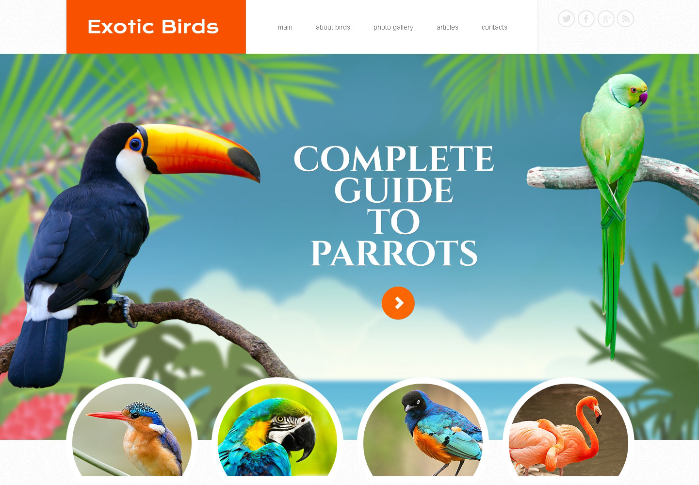 Birds Responsive Website Template #46369 - TemplateMonster