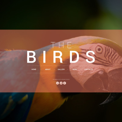 Birds Website Templates