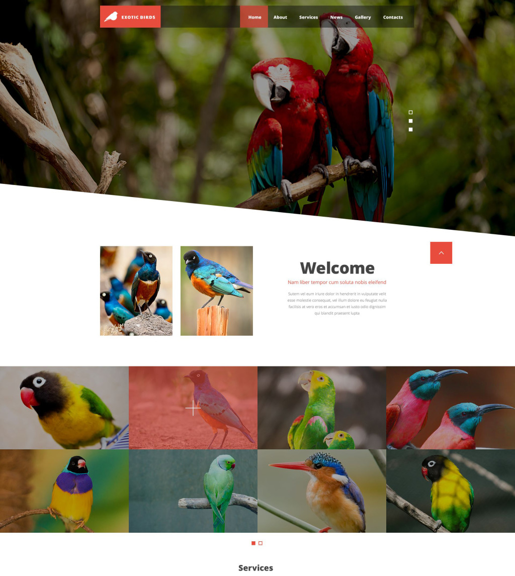 Exotic Birds Website Template #52570