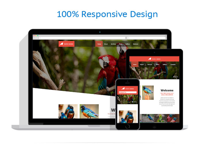 Exotic Birds Website Template #52570
