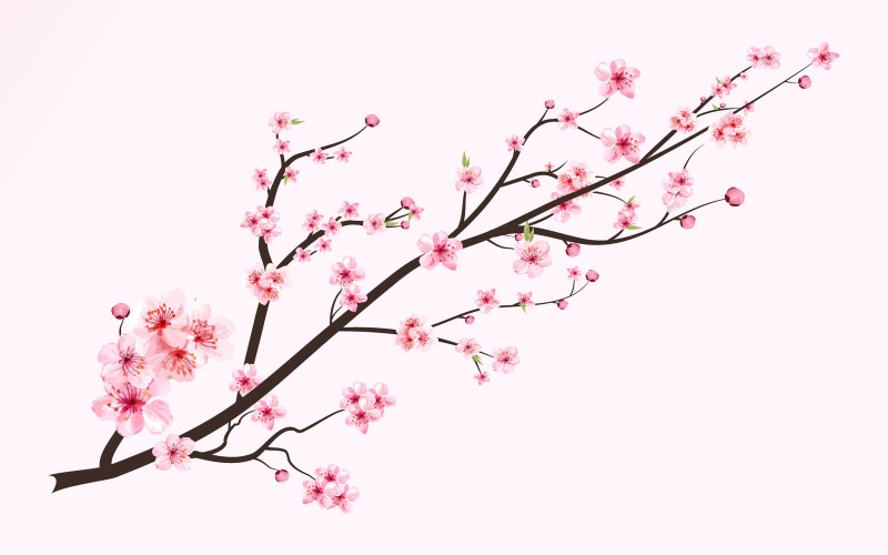 Cherry Blossom with Pink Sakura Flower vector