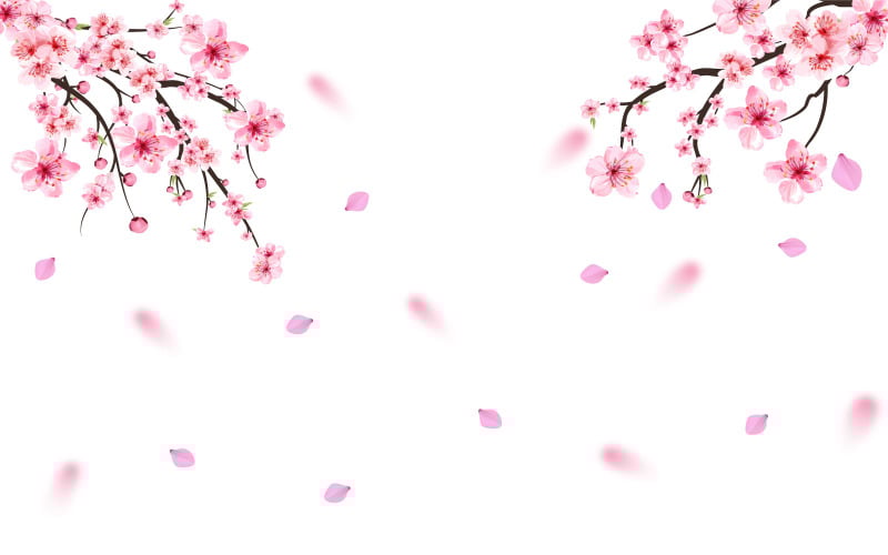 Realistic Cherry Blossom Flower Falling - TemplateMonster