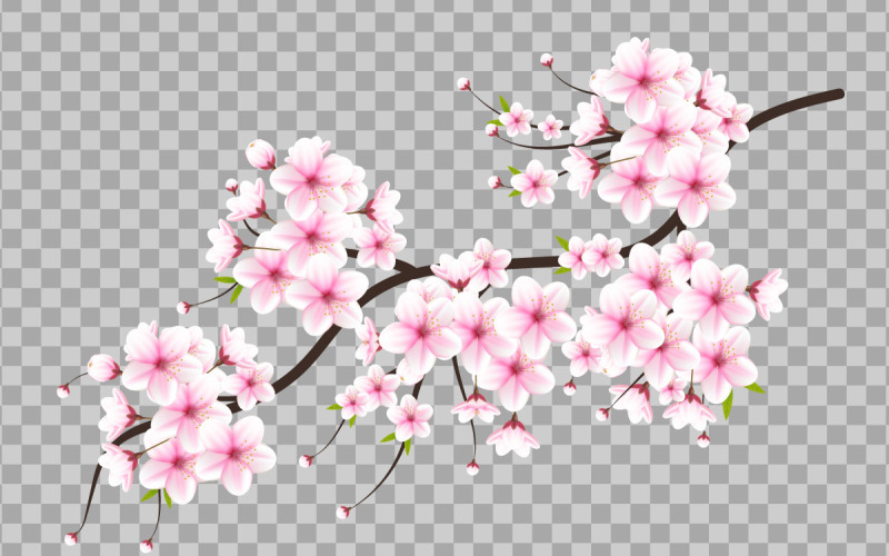 Cherry blossom vector. cherry blossom flower blooming vector. pink ...