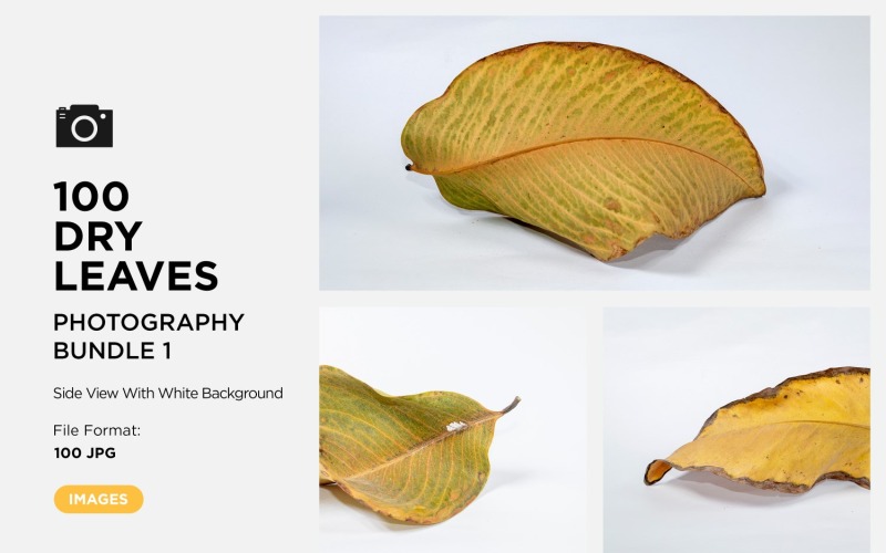 100 Side View Dead Dry leaf isolated on White background autumn leaves ...