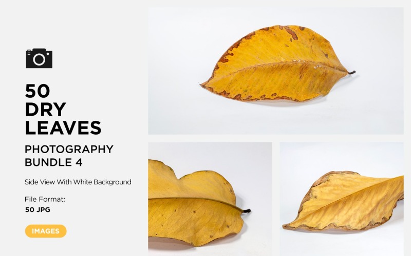 50 Side View Dead Dry leaf isolated on White background autumn leaves ...