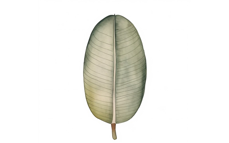Rubber Leaves Watercolour Style Painting 2 - TemplateMonster