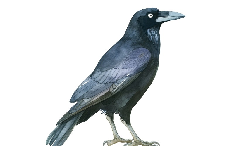 Cute crow Bird Baby Watercolor Handmade illustration 2