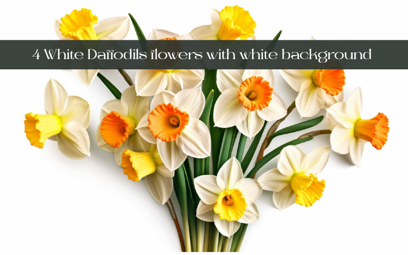 White Daffodils flowers with white background