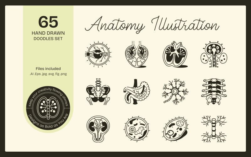 Anatomy Drawing Illustration Set #522438 - TemplateMonster